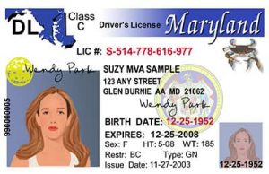 Maryland Drivers License PSD Template – Download Photoshop File
